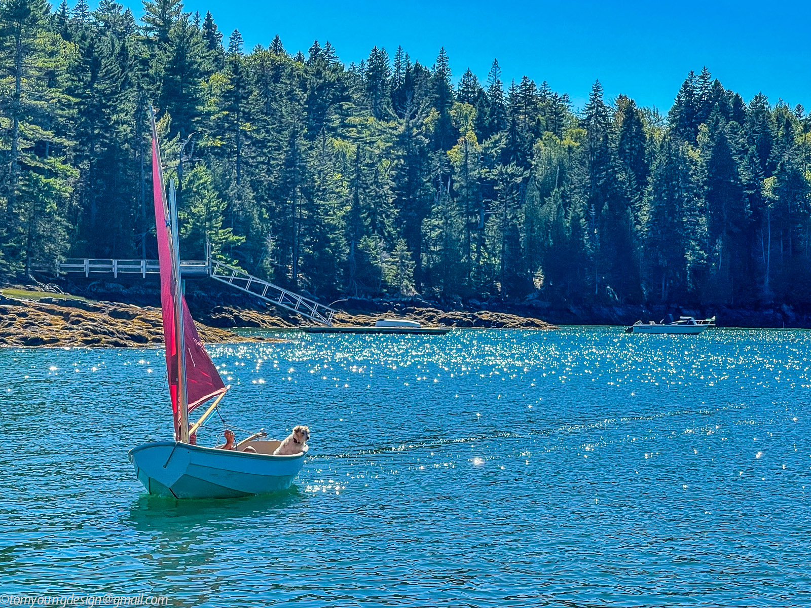 Bringing dogs aboard | Sailboat Owners Forums